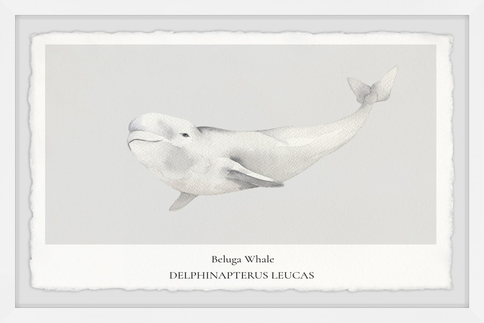 "Beluga Whale" Framed Painting Print, 30x20 - Beach Style - Prints And ...
