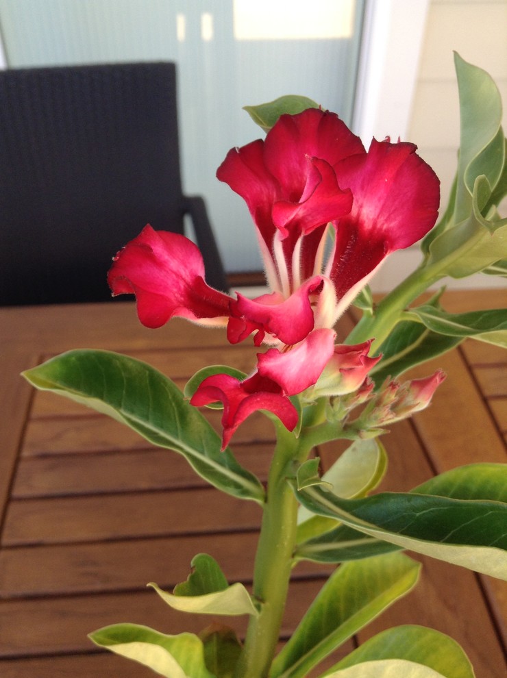 Very Goofy Looking Flowers | Houzz Forum