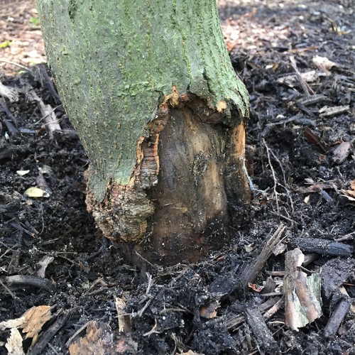 Red maple suddenly died?