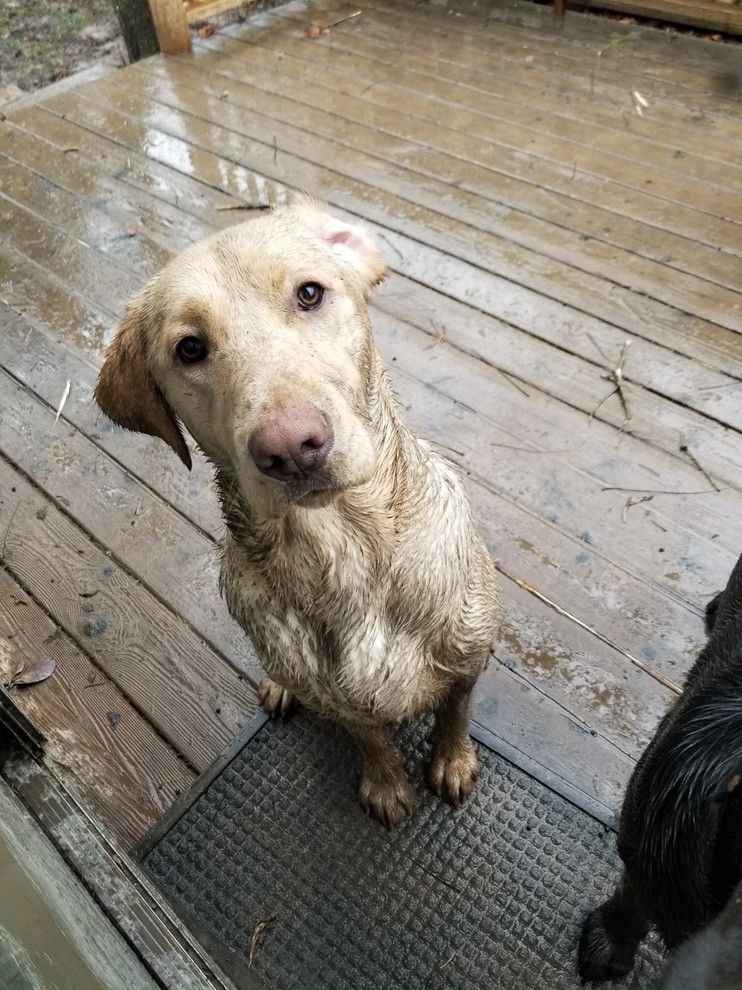 Pet’s Place: Life With a Big, Slurpy Dog