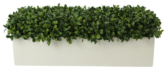 UV Rated Outdoor Boxwoods Arranged in a Rectangular Planter, 18 inch ...