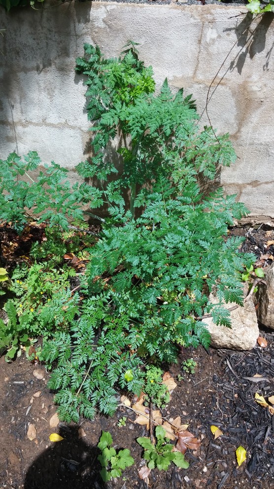 What is this plant/weed??