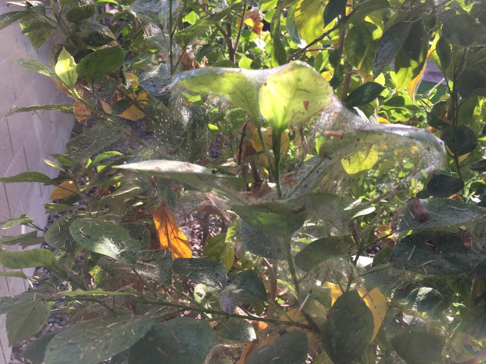 Spider Mites On Hibiscus How To Get Rid Of