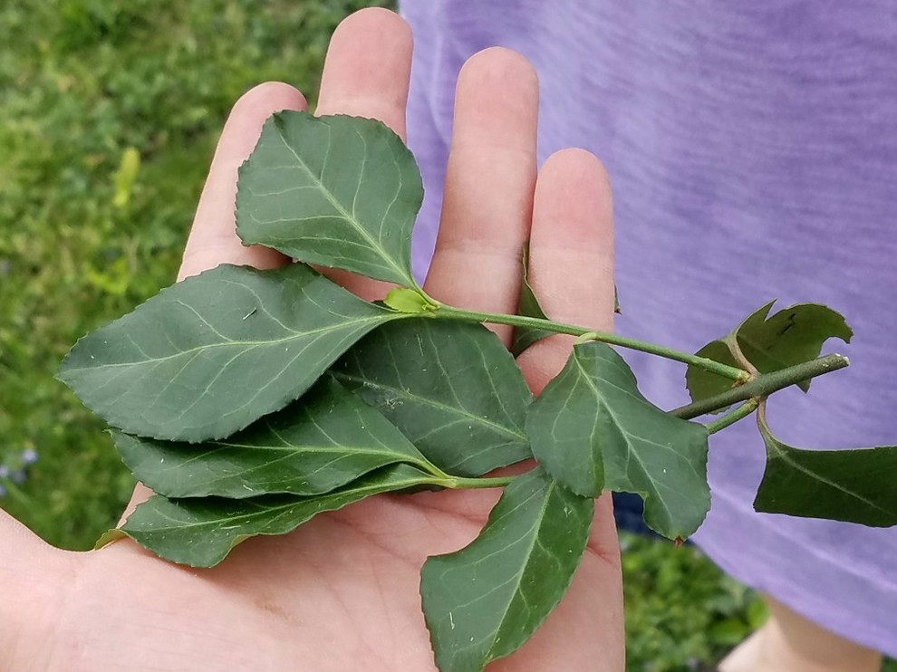 Vine overtaking our lilac
