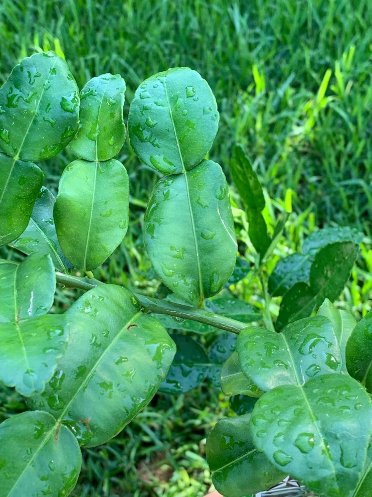 Kaffir Lime - Sick leaves