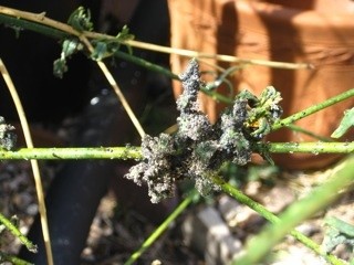 Tiny black sticky bugs on broom plant