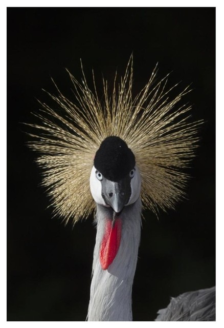 "Grey Crowned Crane, native to Africa" Paper Print by San Diego Zoo, 14 ...