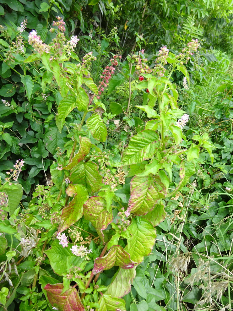 Small, Jelly-Red Berry Spikes?