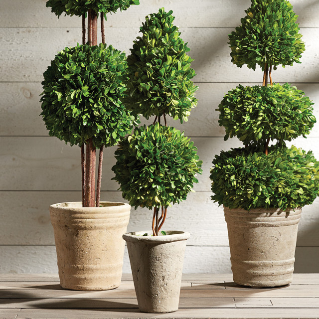 Boxwood Cone and Ball Topiary 25", 8x8x25;Pot: 5x5x6 - Plants - by Napa ...