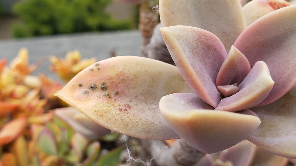 Some type of Scale, Parasite or Fungus? Please suggest treatment.