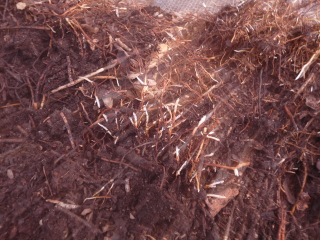 what are these roots in my compost pile