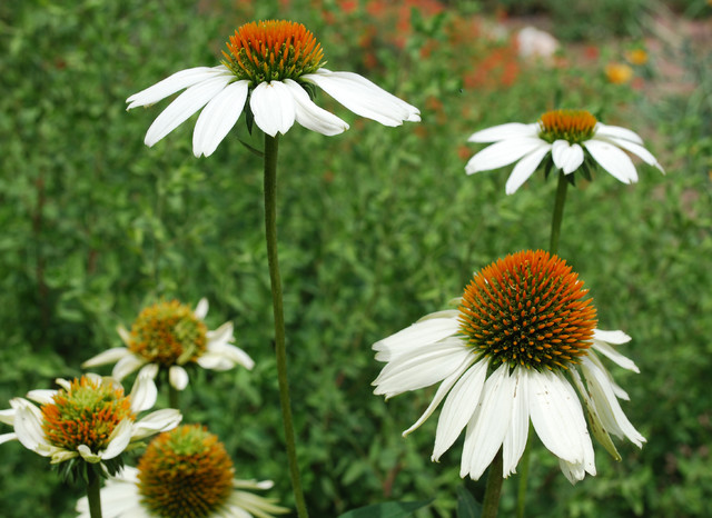 Plant Profile: Health-Giving Echinacea | Houzz NZ