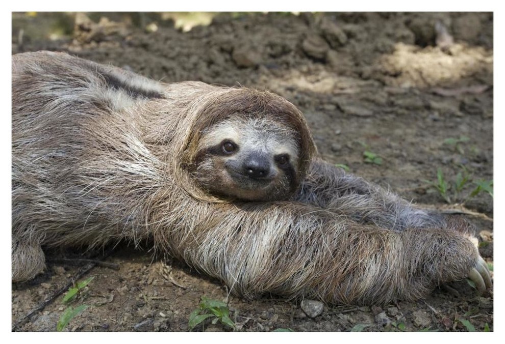 "Brown-throated 3-toed Sloth male, Aviarios Sloth Sanctuary" Paper Art ...