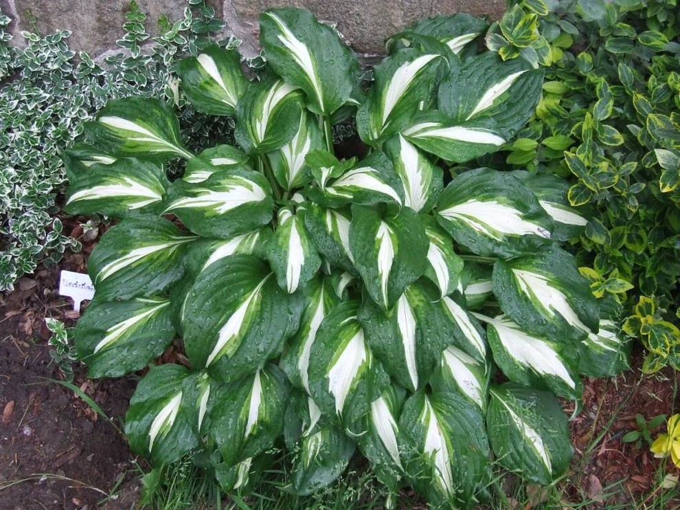 Undulatas are Beautiful This year