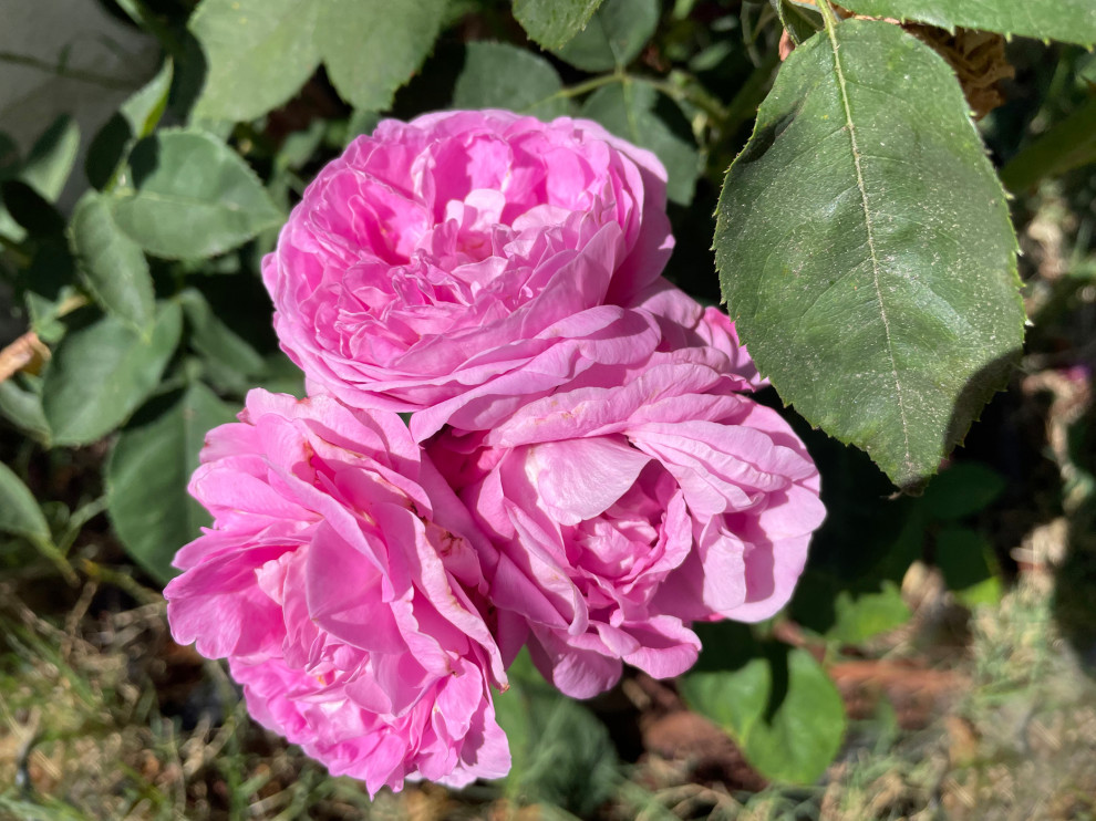 "Barbara's Pasture Rose" | Houzz Forum
