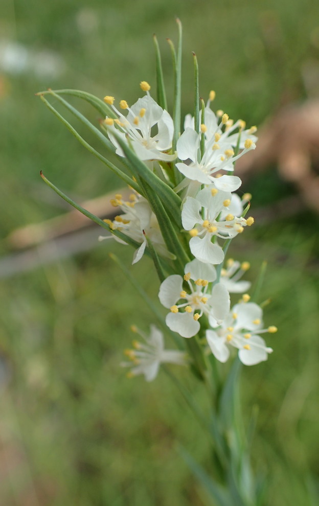 Tall Stalks With White Flower Spikes?