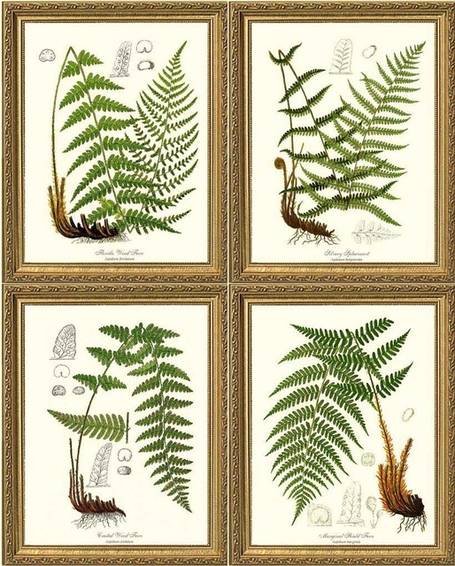 Fern Botanical Prints-4 Framed Antique Vintage Illustrations, 8x10 ...