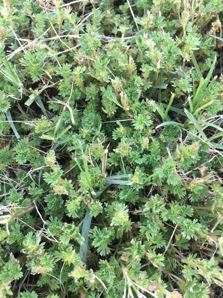 Weed identification, Please help