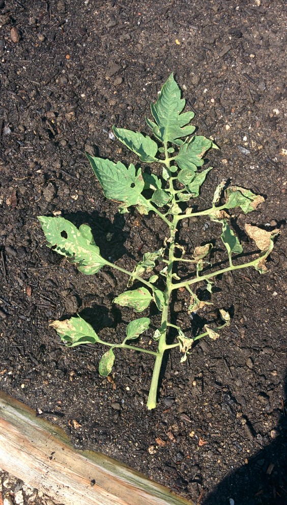 Sudden Death Of Tomato Plants at Flor Jackson blog