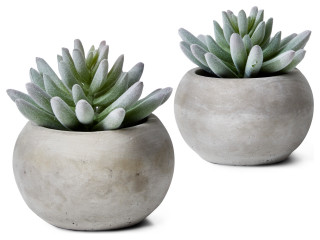Flocked Finger Succulent In Cement Pot, 4"x4", Set of 2 - Tropical ...