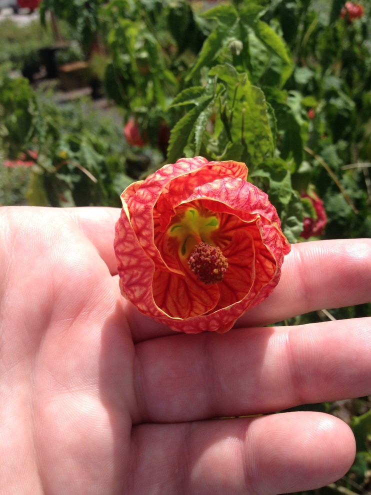 Labeled fireball hibiscus...