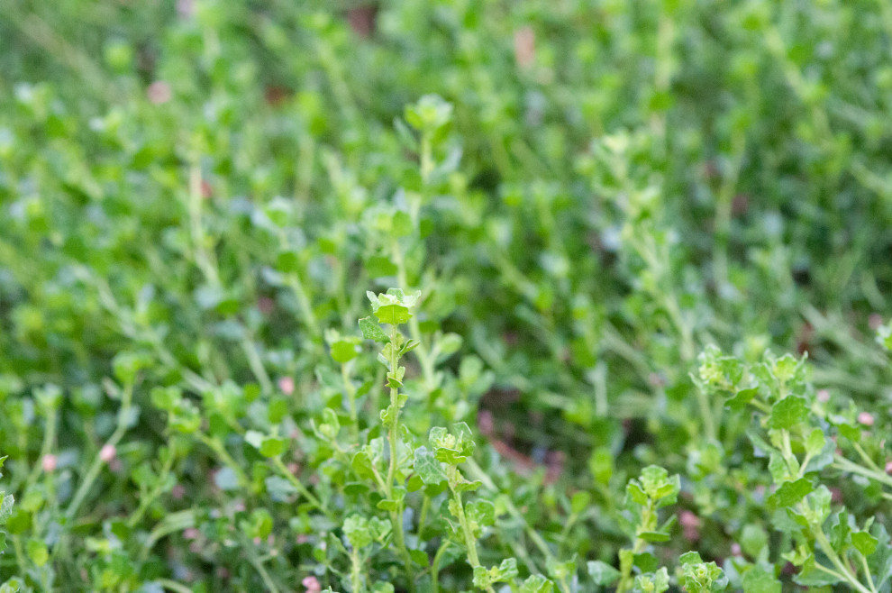 Dwarf Coyote Bush - An Evergreen Favorite - Rustic - Garden - Los ...