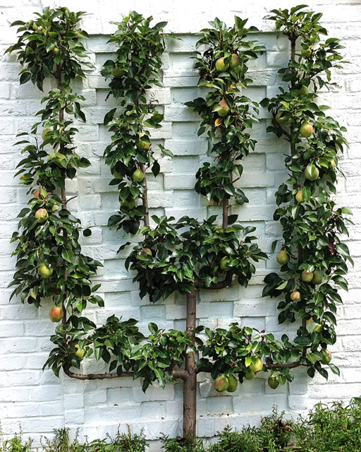 How to Create a Contemporary Vegie Garden | Houzz NZ