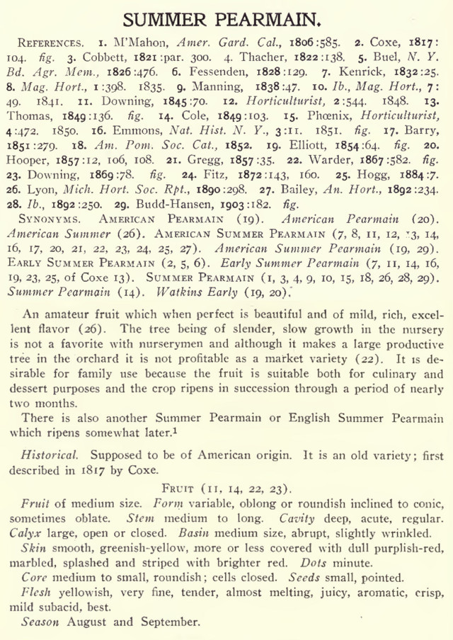 American Summer Pearmain Apple - What happened?