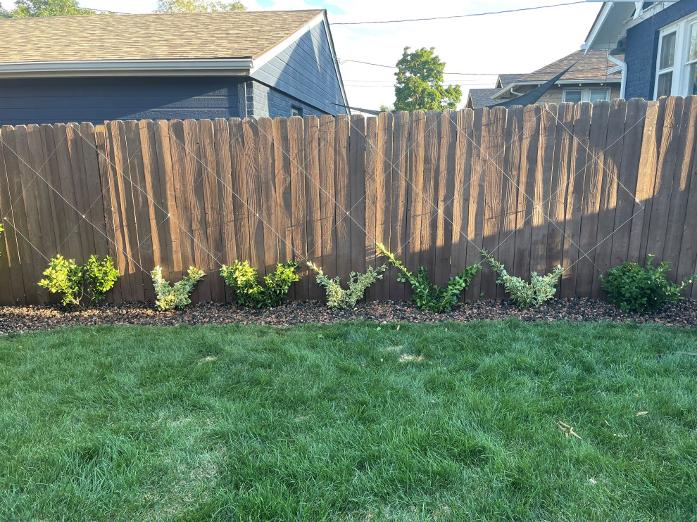 Newbie Help - How to get euonymus manhattan bush to climb?