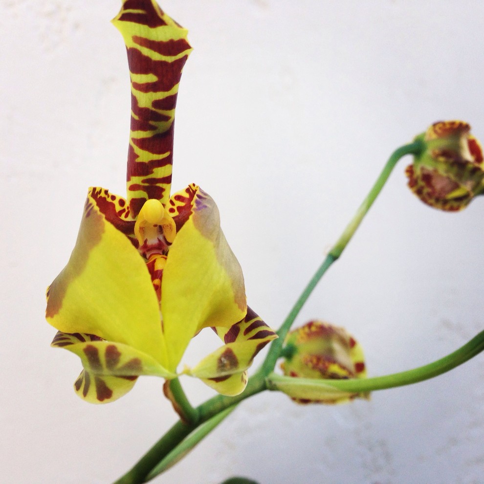 Orchids 101: Classic Cattleyas