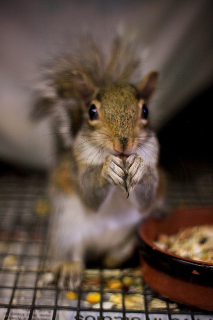 How to Outsmart Backyard Critters