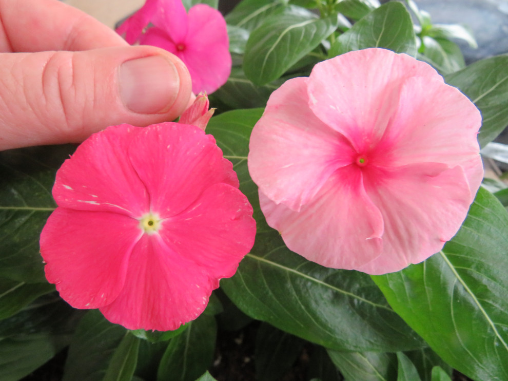 'Cora Cascade' vinca