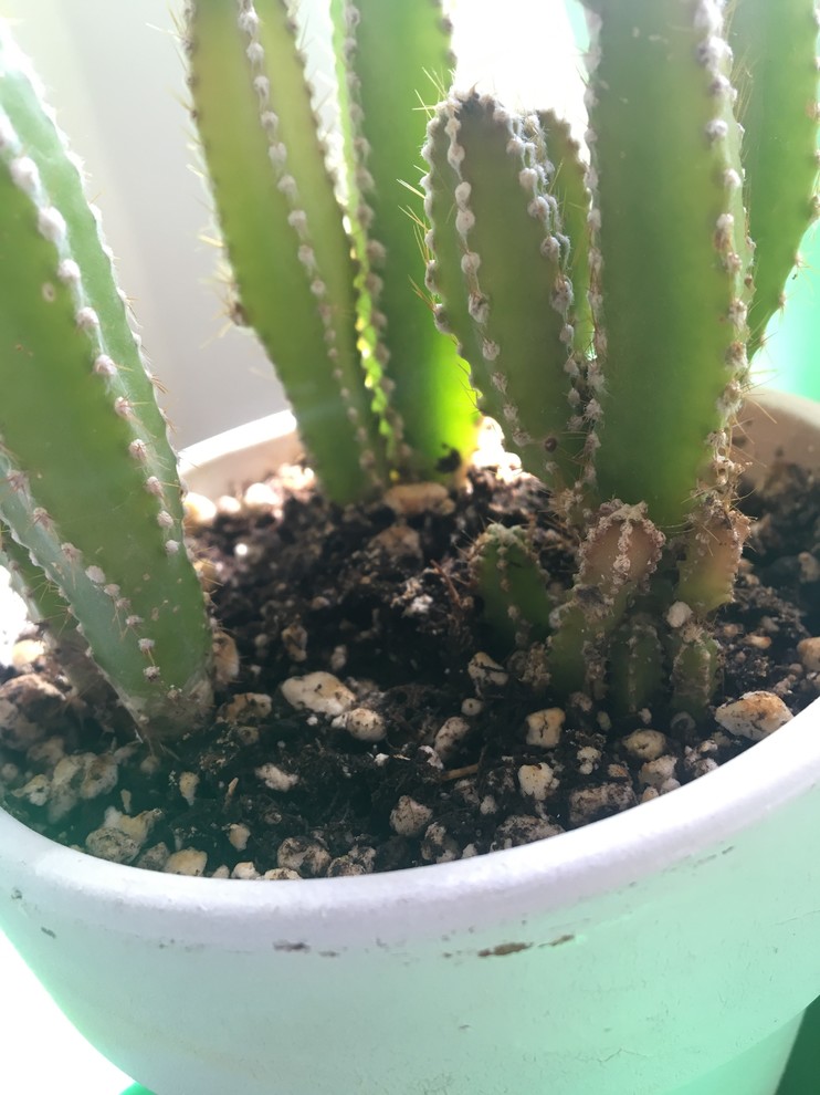 Cactus rot or sunburn?
