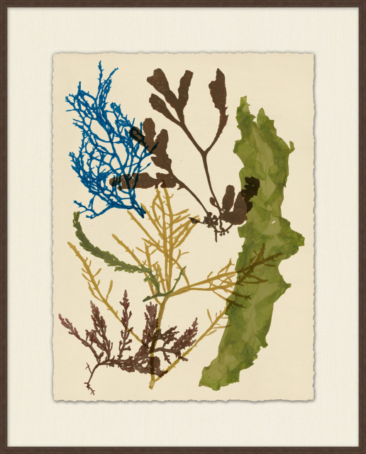 Colorful Sea Kelp 4, Giclee Reproduction Artwork, 25x31 - Beach Style ...