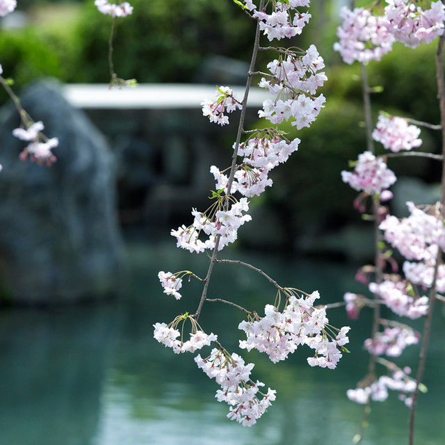 "Himitsu", 36" x 36" - Asian - Prints And Posters - by JVA Art Group ...