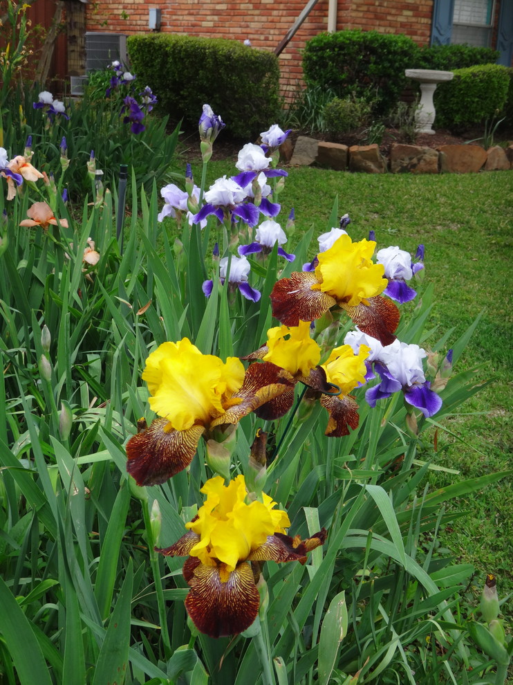Bearded Irises Provide Spring Color From Fall Plantings