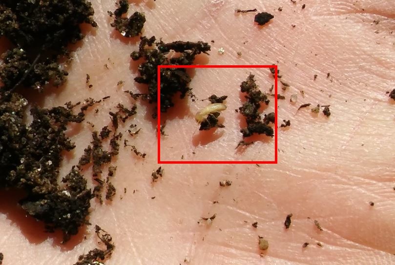 White insect larvae in soil?