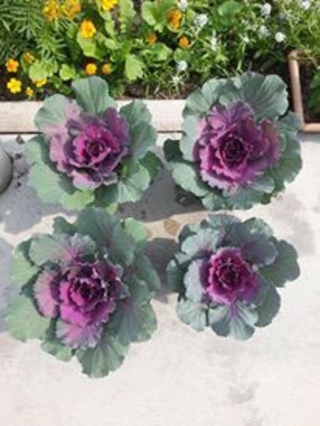 whats this cabbage-like plant called?