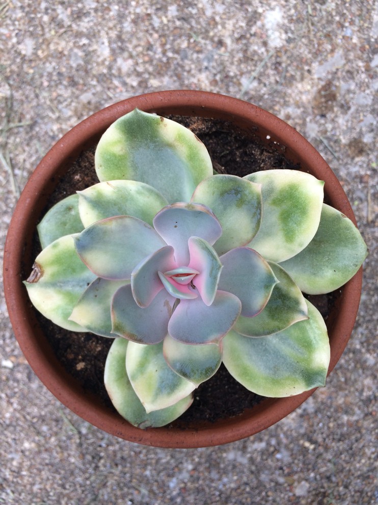 PnV variegated, aka Echeveria Rainbow