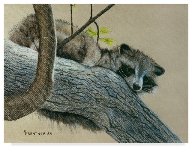 Rusty Frentner 'Raccoon' Canvas Art, 47"x35" - Contemporary - Prints ...