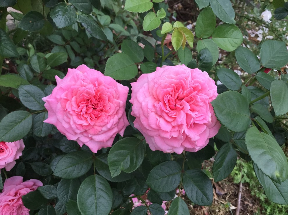 ZAIDE, a very good rose | Houzz Forum