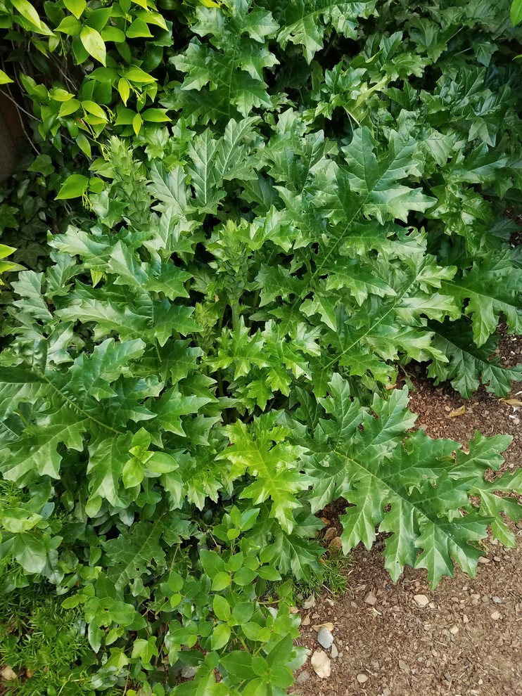 Identify shrub in the backyard