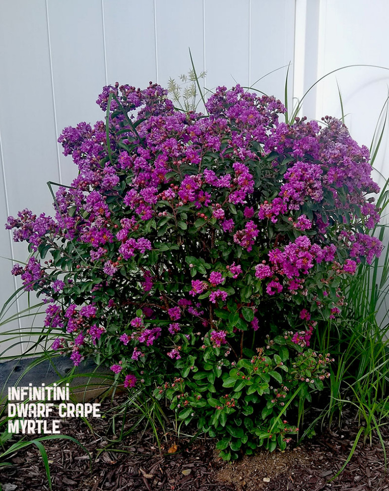 Two of my dwarf crape myrtles!