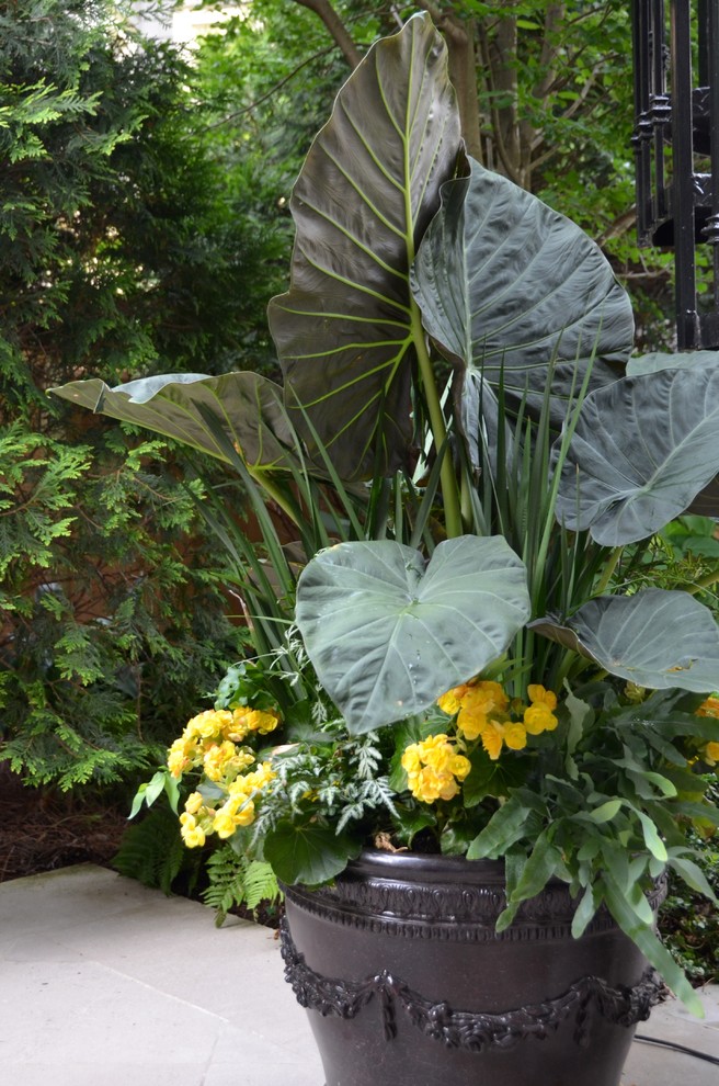 Tropical Pot - Traditional - Landscape - Atlanta - by Planters