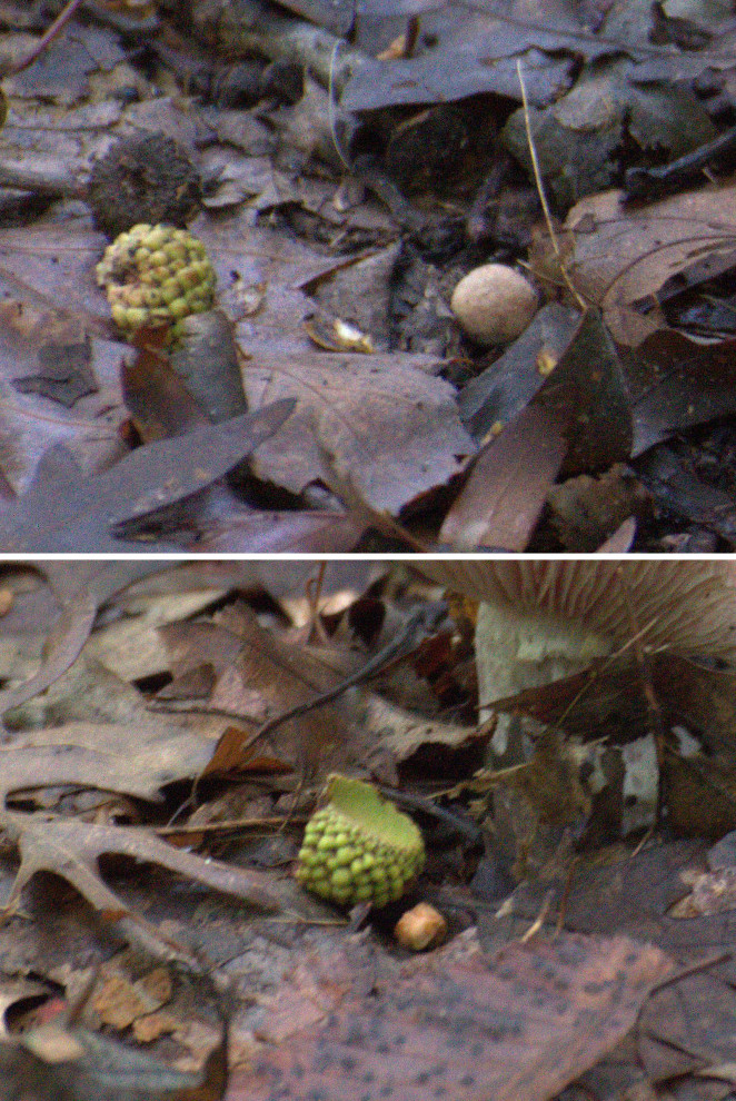 What are these knobby shaped fruit-like objects.