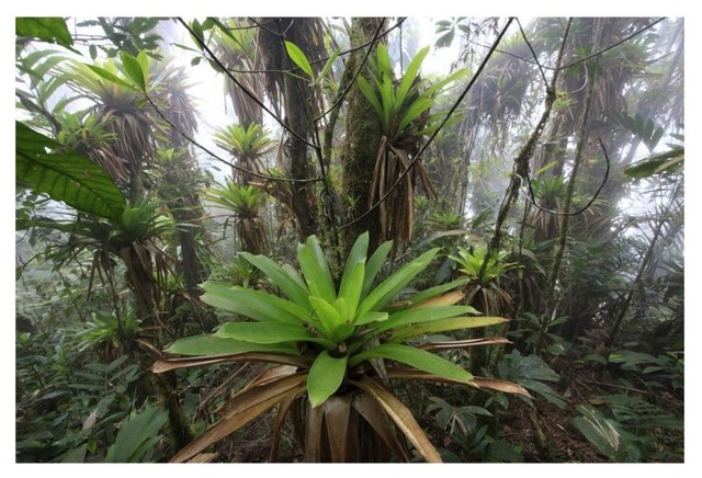 Bromeliad And Tree Fern At 1600 Meters Altitude In Tropical Rainforest ...