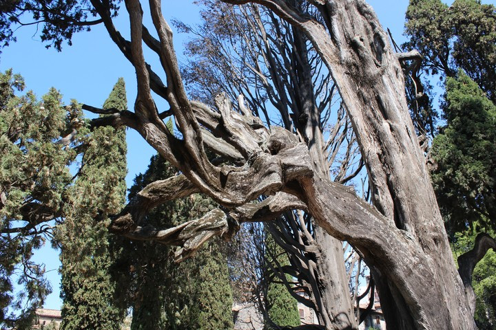 Secular cypress trees in Villa D'Este. Tivoli gardens, Rome