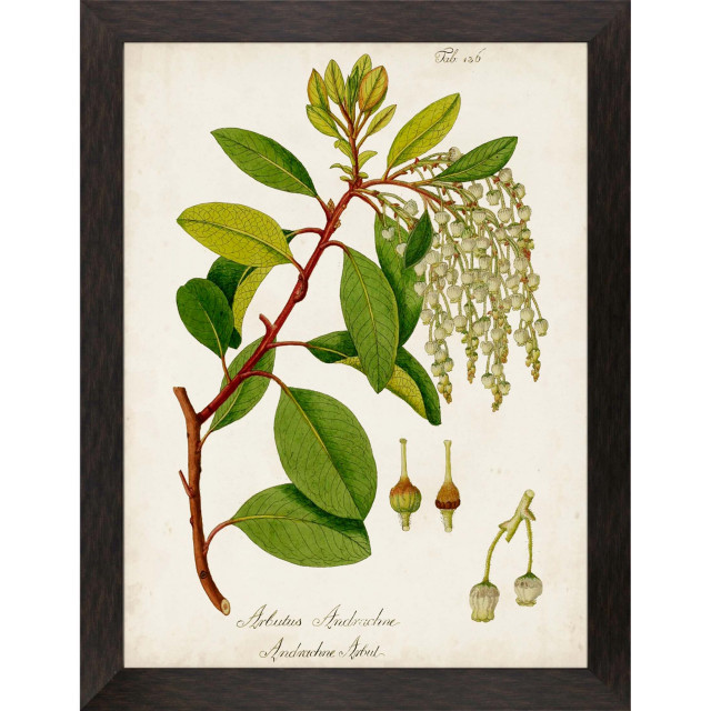 Antique Greenery IV Framed Art - Contemporary - Prints And Posters - by ...
