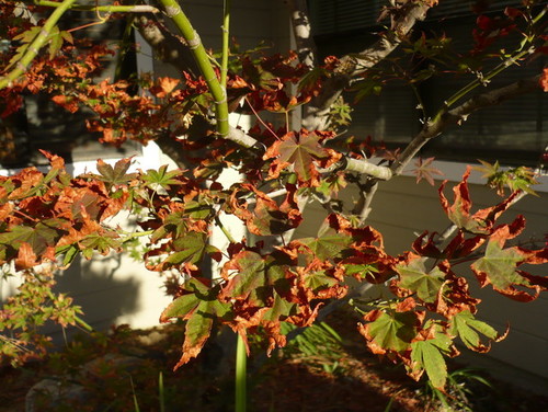 Leaves of Japanese Maple turning brown