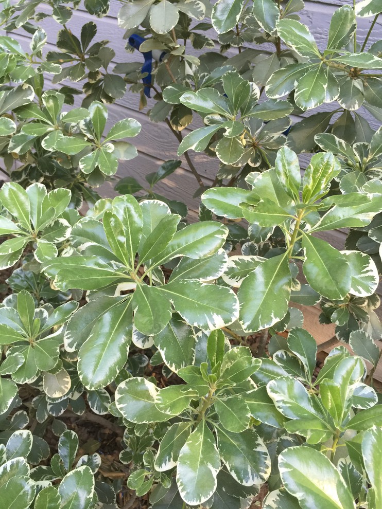 Deciduous evergreen thing